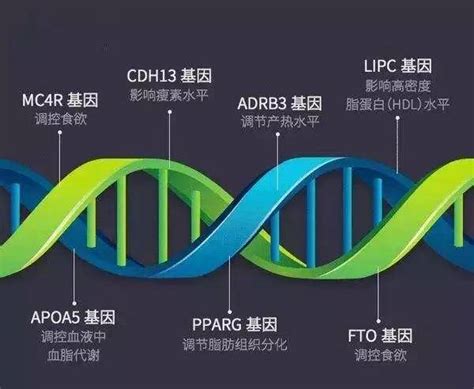 据说肥胖的人瘦素反而越高！基因