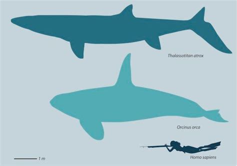 É descoberta uma nova espécie de dinossauro marinho