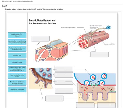 Label The Parts Of The Neuromuscular Junction Drag The Labels Onto The