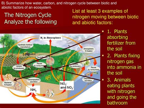 Biotic And Abiotic Cycle