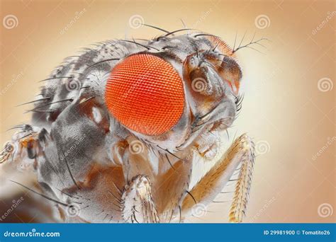 Fruit Flies Under Microscope At Margaret Steen Blog