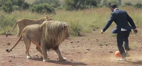 Man Plays Football With Wild Lions Offbeat Crazy World Emirates247