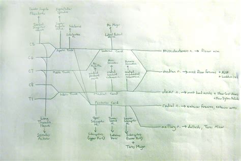 Brachial Plexus And Muscle Innervations Diary Of A Caribbean Med Babe