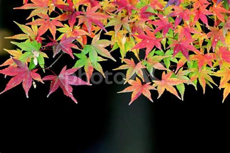 イロハモミジの紅葉 No 22995716｜写真素材なら「写真ac」無料（フリー）ダウンロードok
