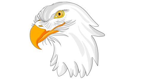 Gambar Elang Atau Elang Png Vektor Psd Dan Clipart Dengan Background