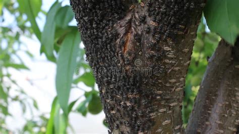 Insect Plague In A Peach Tree Stock Footage Video Of Danger Aphid