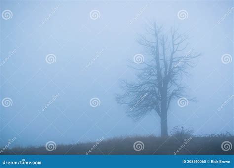 Lone Tree In Mist Stock Image Image Of Mystery Weather 208540065