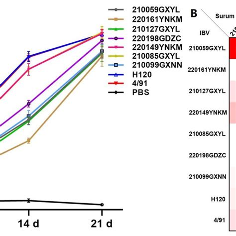 A Antibody Response Of Chickens After Immunization With Isolated