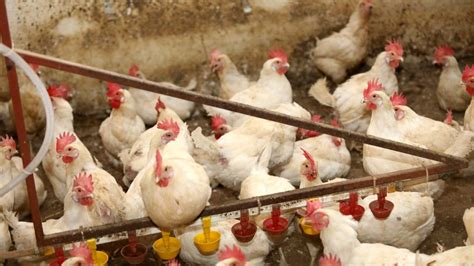 Ziraat Fakültesinden yeni satış yeri açılışı Zonguldak Pusula Son