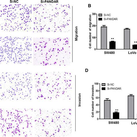 Knock Down Pandar Suppressed Migration And Invasion Of Colorectal