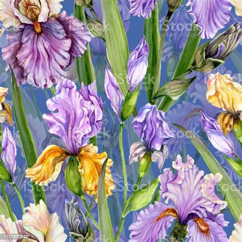 아름다운 홍채 꽃과 청란 배경에 나뭇잎 원활한 이국적인 꽃 패턴 수채화 그림입니다 손으로 그린 그림입니다 꽃 식물에 대한 스톡 벡터 아트 및 기타 이미지 Istock