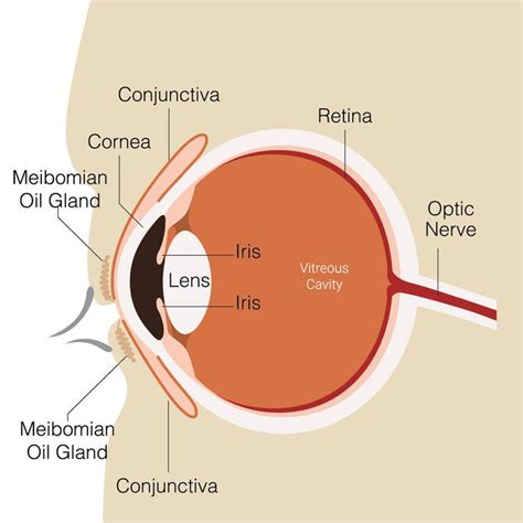 Eye Structure Diagram Labeled Do You Know Which Part Of Your