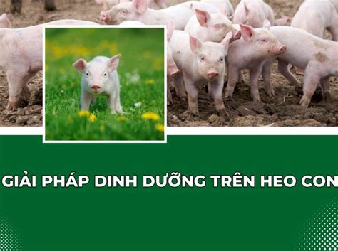Kĩ Thuật Nuôi ếch Theo Từng Giai đoạn TÂn HỮu QuÍ