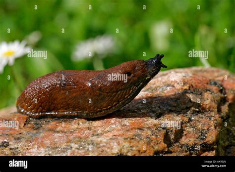 Slug High Resolution Stock Photography And Images Alamy