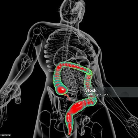 대형 장 3d 일러스트 인간 소화 시스템 해부학 3차원 형태에 대한 스톡 사진 및 기타 이미지 3차원 형태 간 내부 기관 건강관리와 의술 Istock