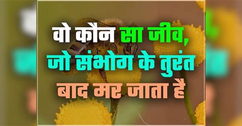 Trending Gk Quiz Which Insect Died After Having Sex With His Partner