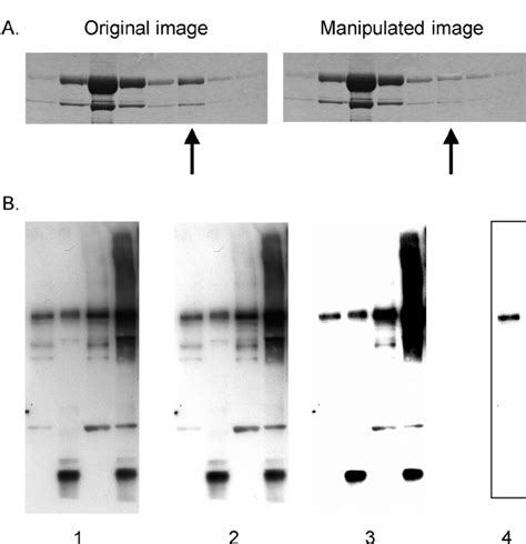 Manipulation Of Blots Brightness And Contrast Adjustments A Download Scientific Diagram