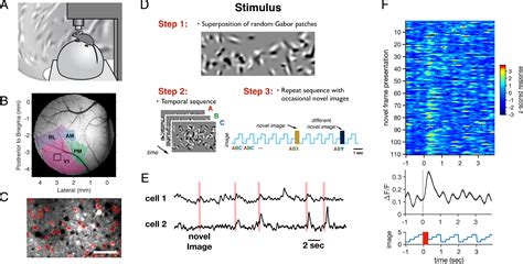 Novel Stimuli Evoke Excess Activity In The Mouse Primary Visual Cortex