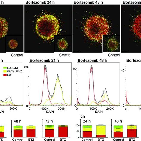 Bortezomib Induces Dosedependent G 2 Arrest Of Melanoma Cells A Flow