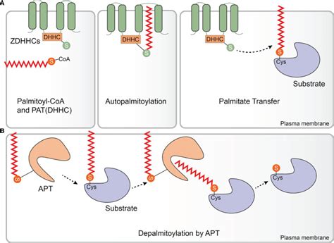 Function Of Protein S Palmitoylation In Immunity And Immune Related