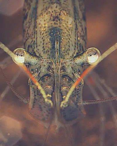 What Do Shrimp Eat Essential Feeding Habits Tips