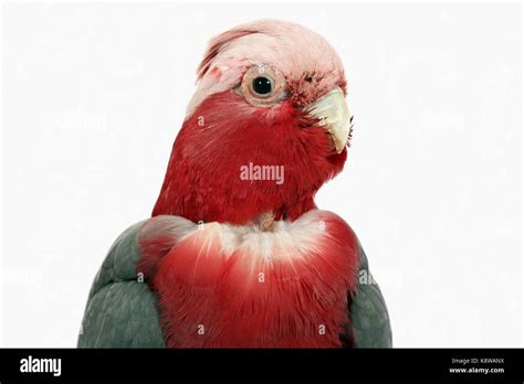 Rose Breasted Cockatoo Stock Photo Alamy