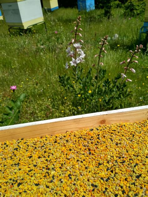 Пчелен прашец 100 г Пчелно стопанство Панов