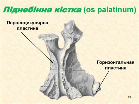 Кістки лицевого і мозкового відділу черепа презентация онлайн