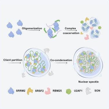 王波教授团队揭示srrm2通过相分离促进核斑组装的机制 厦门大学生命科学学院