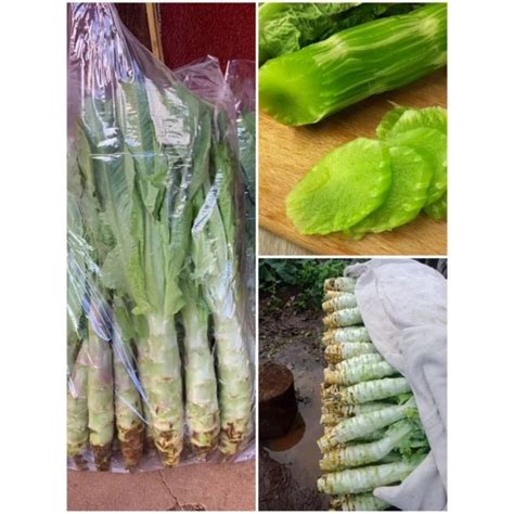 โอซน萵筍菜 ผกเมองหนาวจากอางขาง anushopd ThaiPick
