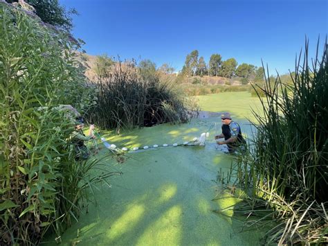 Bugs And Guts How The Gut Microbiome Helps Fish And Human Hosts