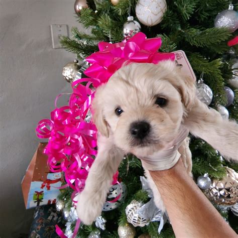 Maltipoo Puppies For Sale Fresno Ca 486009 Petzlover