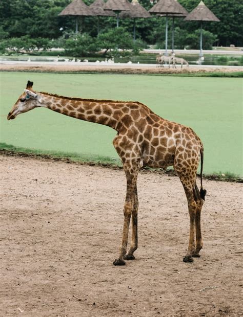 Une Girafe Dans Un Parc En Plein Air Photo Gratuite
