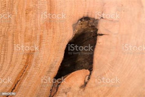 오크 나무의 그 루터 기 넘어가는연간 고리와 트렁크의 섹션 조각 나무 0명에 대한 스톡 사진 및 기타 이미지 0명 갈색 건설 산업 Istock