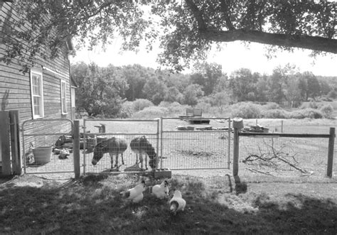 Bedlam Farm Blog Journal By Jon Katz