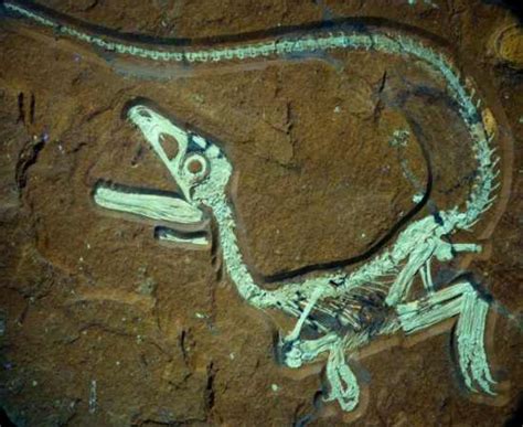 Encontrado o fóssil mais bem preservado de um dinossauro CALDEIRÃO DO