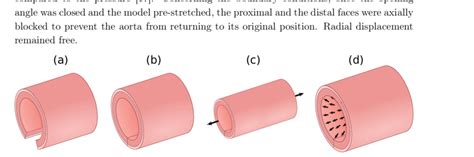 3 Sketch Of The Different Steps Of The Simulation A The Two Layer Download Scientific
