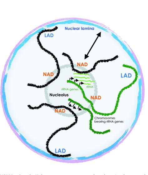 Nucleolus Description Nucleolus