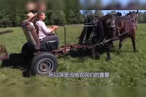 骡子为什么没有后代都是马和驴干的好事这也太人不好意思了 都是马 后代 好事