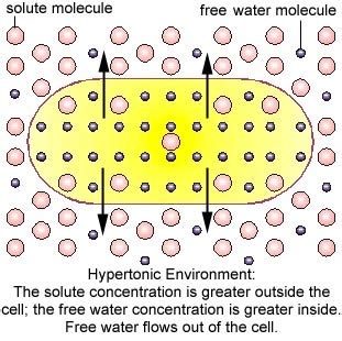 Problem Background Hypothesis Egg Lab