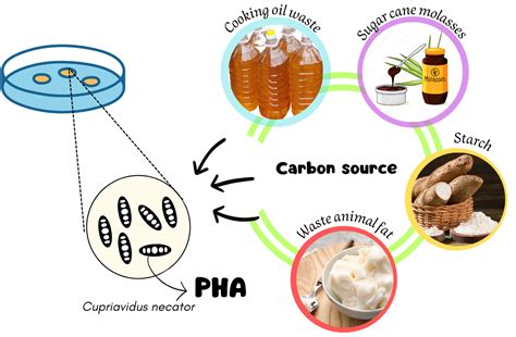 Journal Of Applied Biology And Biotechnology