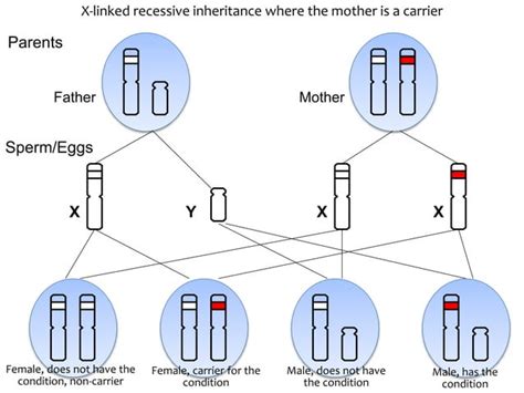 Explanation Of X Linked Inheritance Pptx Infertility Reproductive Health