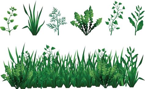 Premium Vector Green Grass