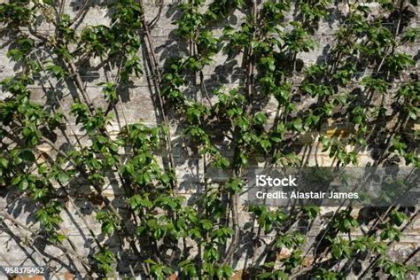 5 월에 대나무 지팡이 버크셔 영국에서 오래 된 벽돌 벽에 전선의 팬 모양의 격자에 성장 하는 매 화 나무 0명에 대한 스톡 사진 및 기타 이미지 Istock