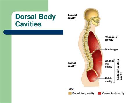 Ppt Anatomy And Physiology Defined Powerpoint Presentation Free