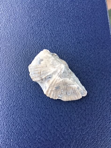 Paulding Fossil Community Garden Lafarge Quarry Cecil Oh Fossil