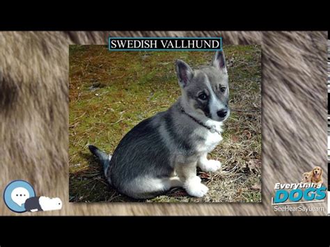 Swedish Vallhund Puppies