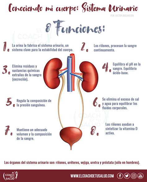 Enfermedades Del Sistema Urinario Gambaran