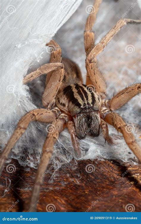 Spider At Front Of Burrow Miturga Species Stock Image Image Of