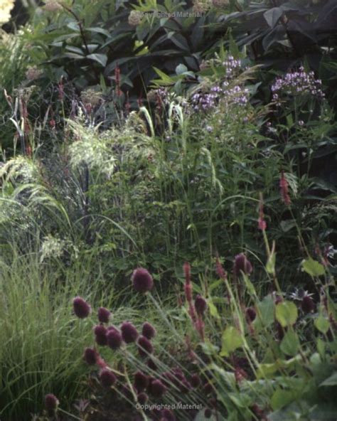 Beautiful Grasses For Your Garden